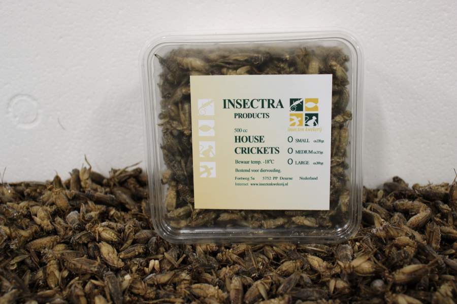Insectenkwekerij